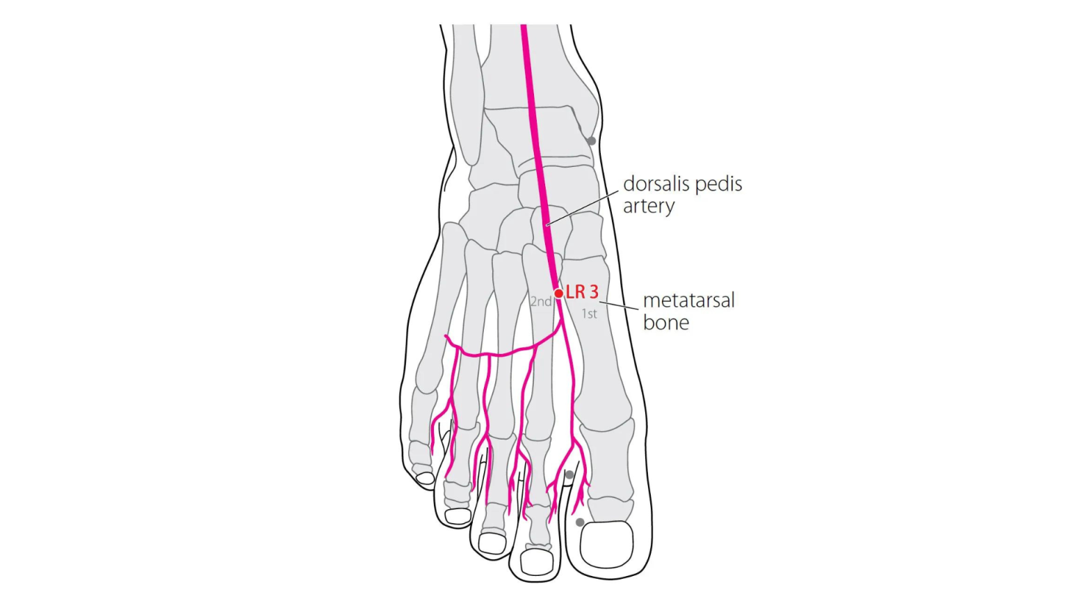Lower Blood Pressure with 3 Acupressure Points | Controlling High BP