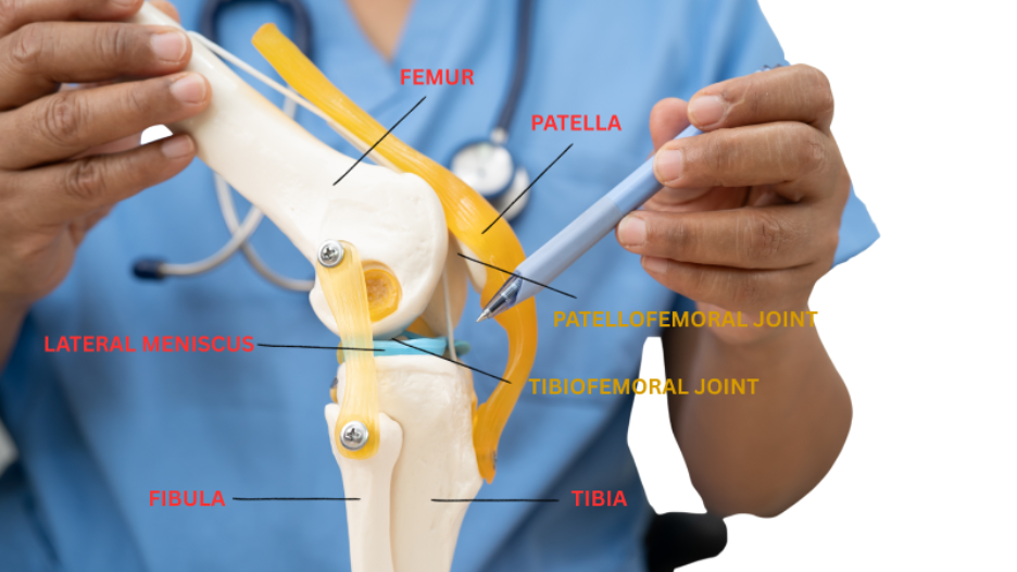 Why Are My Knees Clicking? - East West Physiotherapy